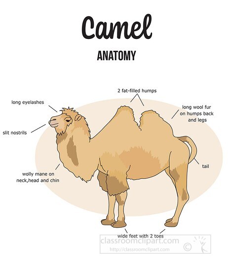 camel labeled anatomy clipart - Classroom Clip Art