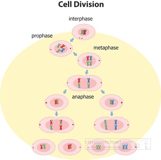 Science Clipart-cell division phases interphase prophase metaphase anaphase