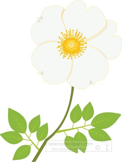 Flower Clipart-cherokee rose flower with stem and leaves clipart image