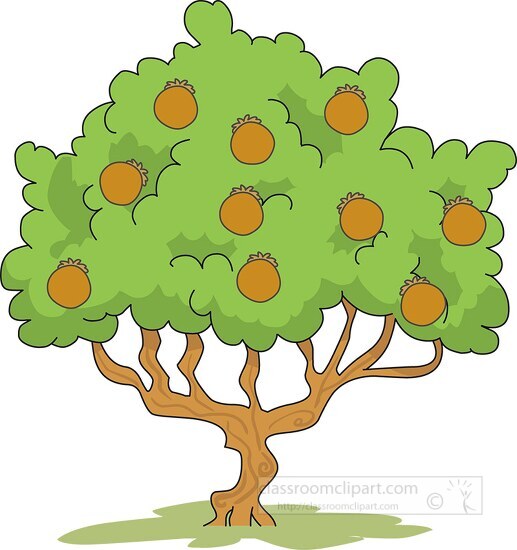 chikoo or sapotta tree clipart - Classroom Clipart