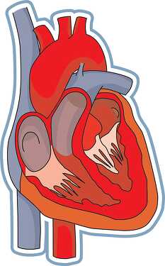 cross section of human heart anatomy clipart - Classroom Clip Art