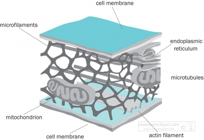 cytoskeleton cell membrane gray color - Classroom Clip Art