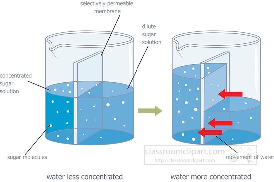 diagram of osmosis and semi permeable membrane illustration - Classroom Clip Art