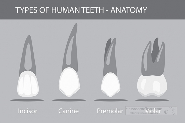 different types of teeth human anatomy gray color - Classroom Clip Art