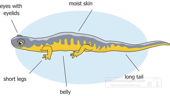 external anatomy amphibian salamander clipart - Classroom Clipart
