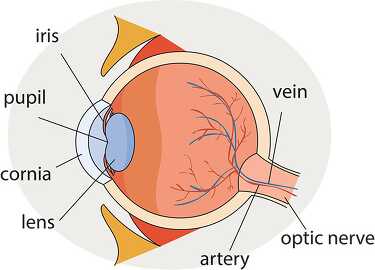 eye anatomy parts labeled - Classroom Clip Art