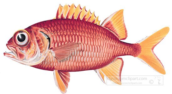 Free fish isolated on white background 3026 - Classroom Clipart