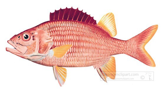 Fish Clipart-fish isolated on white background 3028