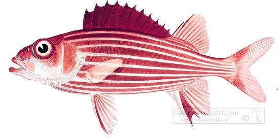 Fish Clipart-fish isolated on white background 3029