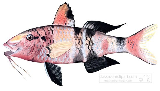 Free fish isolated on white background 3042 - Classroom Clipart