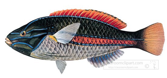 Fish Clipart-fish isolated on white background 3046