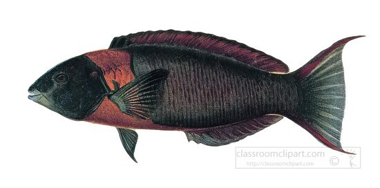 Fish Clipart-fish isolated on white background 3055