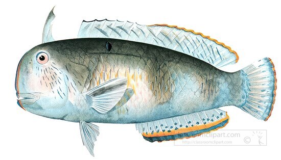 Fish Clipart-fish isolated on white background 3062