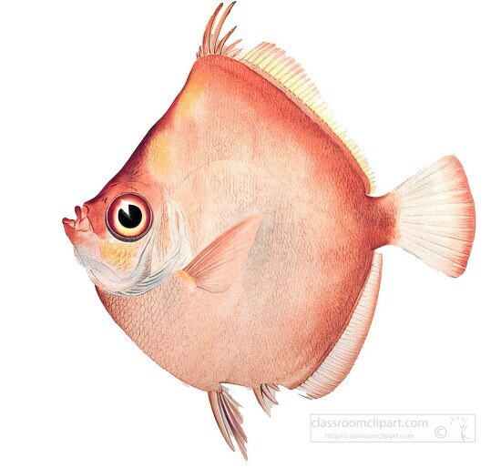 Free fish isolated on white background 3065 - Classroom Clipart