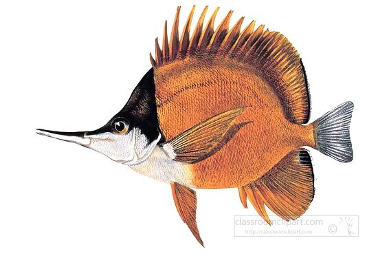 Free fish isolated on white background 3066 - Classroom Clipart