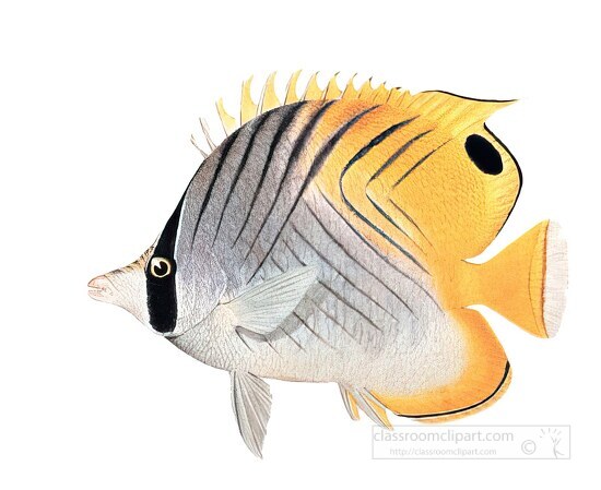 Free fish isolated on white background 3067 - Classroom Clipart