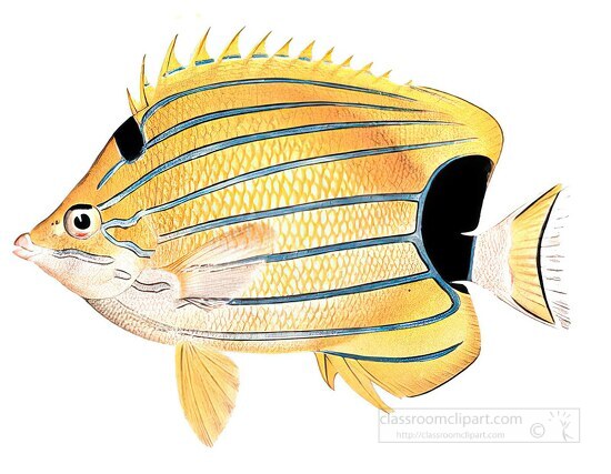 Free fish isolated on white background 3071 - Classroom Clipart