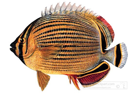 Free fish isolated on white background 3072 - Classroom Clipart