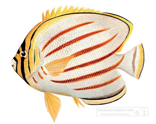 Free fish isolated on white background 3073 - Classroom Clipart