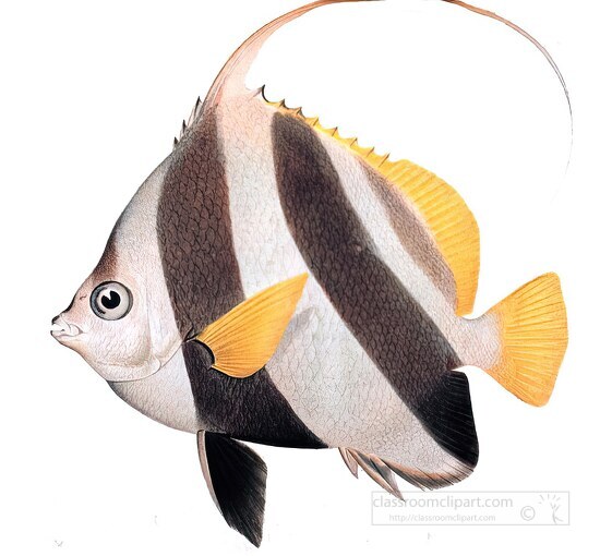 Free fish isolated on white background 3075 - Classroom Clipart