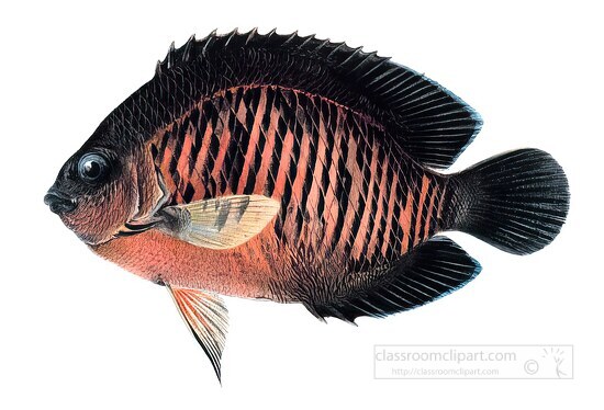 Fish Clipart-fish isolated on white background 3076