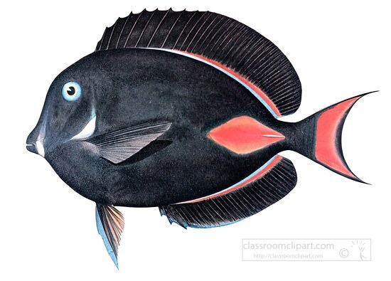 Fish Clipart-fish isolated on white background 3078