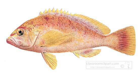 Free fish isolated on white background 3094 - Classroom Clipart