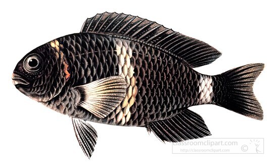 Fish Clipart-fish isolated on white background 3106