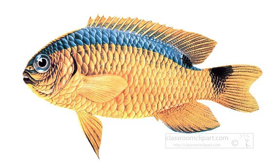 fish isolated on white background 3107