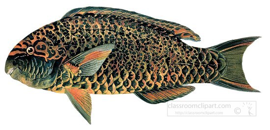 Fish Clipart-fish isolated on white background 3112