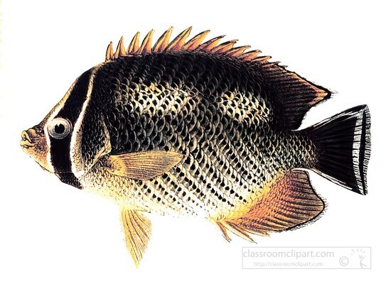 Fish Clipart-fish isolated on white background 3114