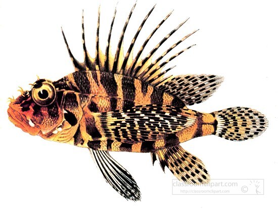 Fish Clipart - fish isolated on white background 3116