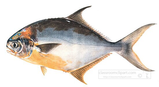 Fish Clipart-fish isolated on white background 3127