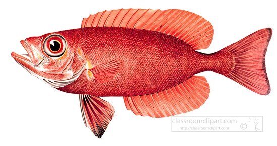 Fish Clipart-fish isolated on white background 3133
