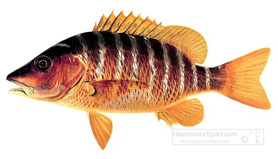 Fish Clipart-fish isolated on white background 3136