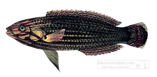 fish isolated on white background 314 - Classroom Clip Art