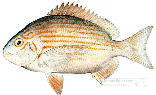 fish isolated on white background 3143