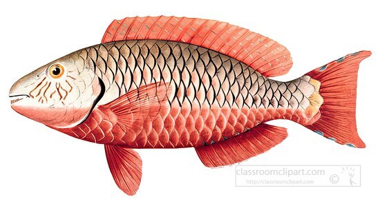 fish isolated on white background 3147