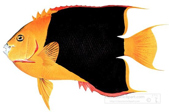 Fish Clipart-fish isolated on white background 3153