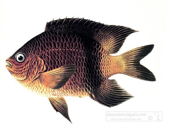 Fish Clipart-fish isolated on white background 317