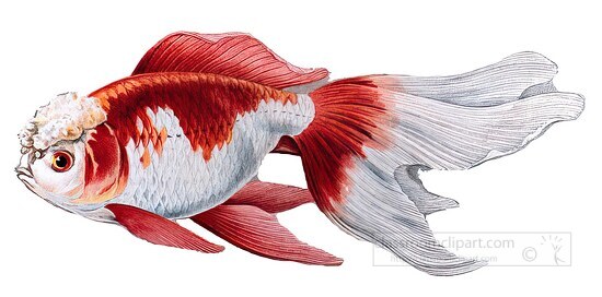 Free fish isolated on white background 3170 - Classroom Clipart