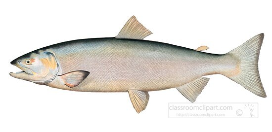 Fish Clipart-fish isolated on white background 341