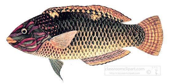 fish isolated on white background 410 - Classroom Clip Art