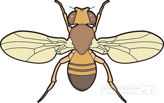 fruitfly top view with wings clipart - Classroom Clipart