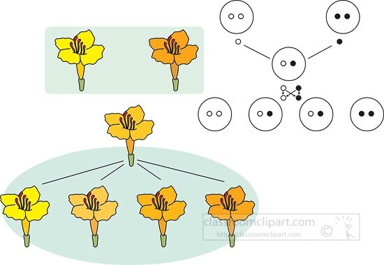 genetics mendelian diagram - Classroom Clip Art