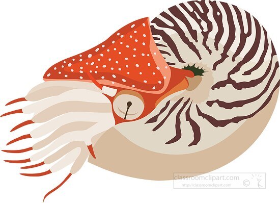 giant ammonite ancient mollusks clipart - Classroom Clip Art