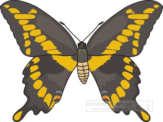 spicebush swallowtail butterfly clipart - Classroom Clip Art