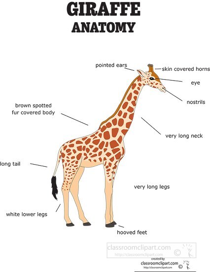 Giraffe Clipart-giraffe external anatomy labeled clipart