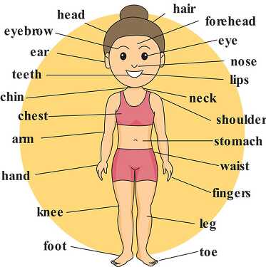 Anatomy Clipart - girl anatomy body parts labeled 1 - Classroom Clipart