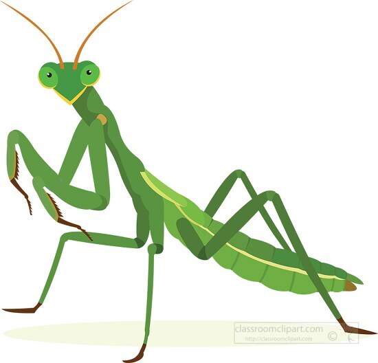 green praying mantis clipart image - Classroom Clip Art